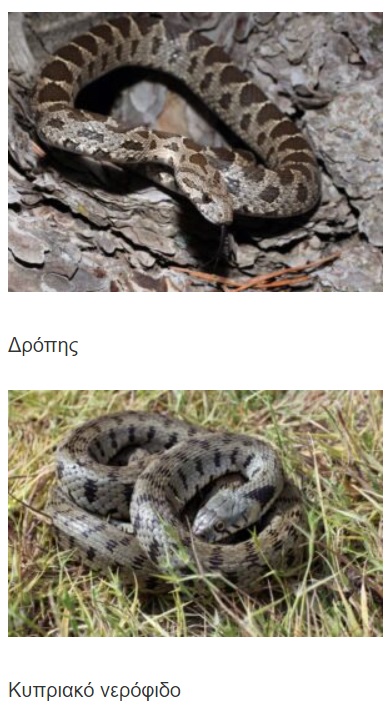 Τα 8 φίδια της Κύπρου (ΒΙΝΤΕΟ- ΦΩΤΟ) - Larnakaonline.com.cy