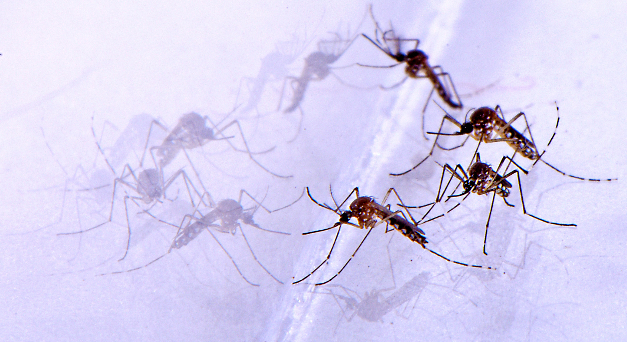 Συναγερμός στη Λάρνακα για το κουνούπι aedes aegypti - Larnakaonline.com.cy